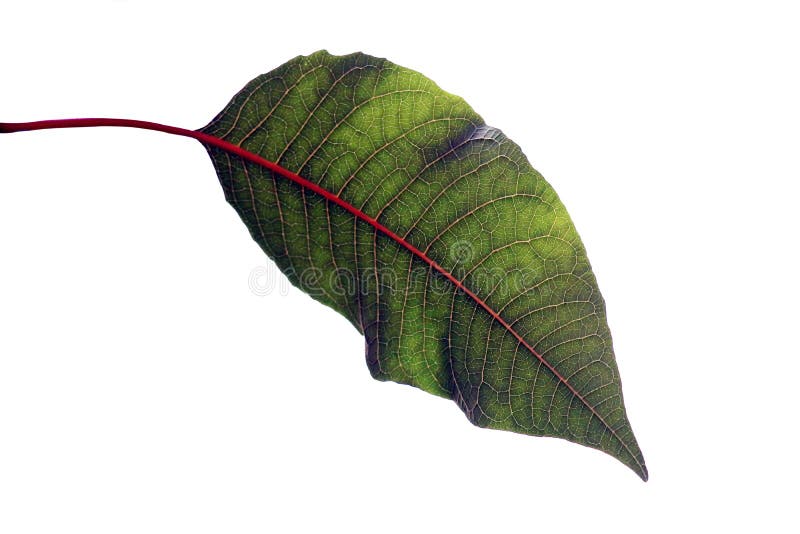 Green Leaf on White Sky Background. Back Side of Green Leaf Stock Image ...
