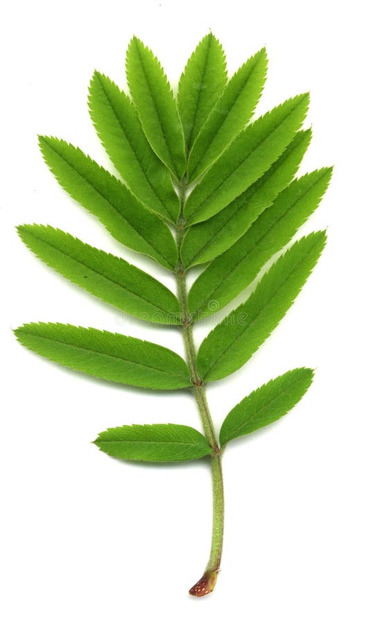 Green Leaf of Wild Ash Isolated on White Stock Photo - Image of ...
