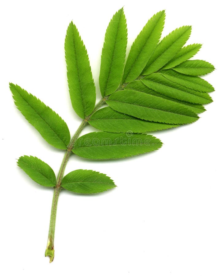 Green leaf of wild ash stock photo. Image of nature, spring - 88079642