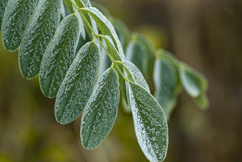 Green leaf in winter stock image. Image of winter, cold - 12118045