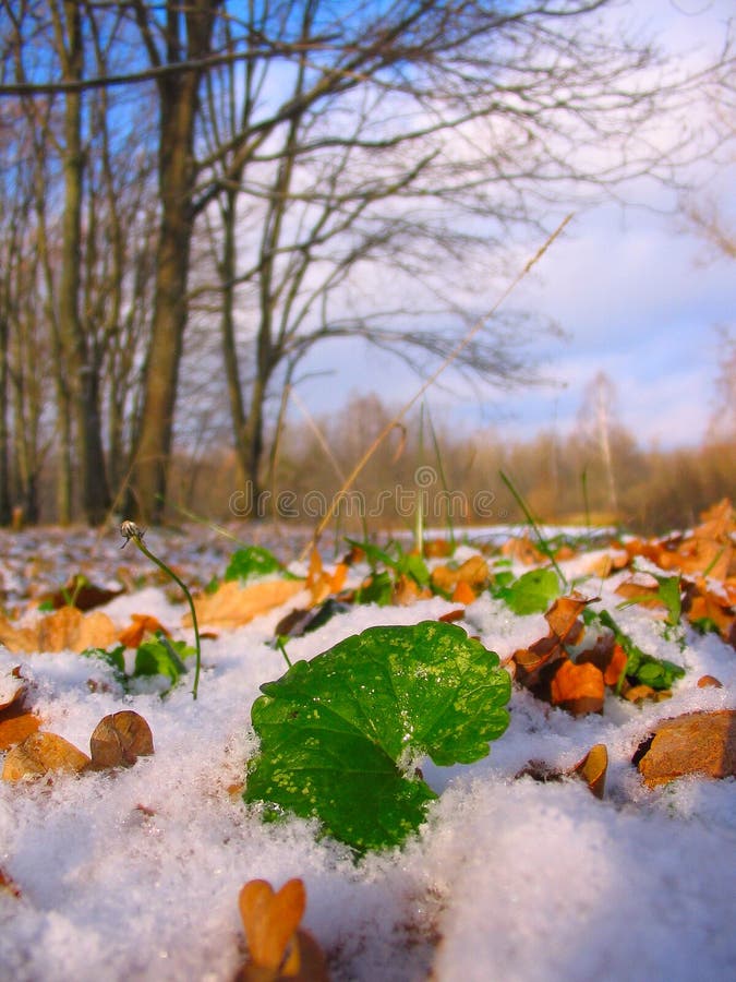 Green leaf in winter snow stock image. Image of colorful - 7355777