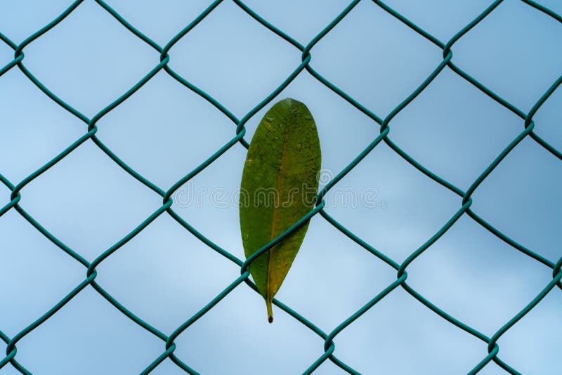 Green Leaf on a Wire Mesh Fence Stock Photo - Image of wire, mesh ...