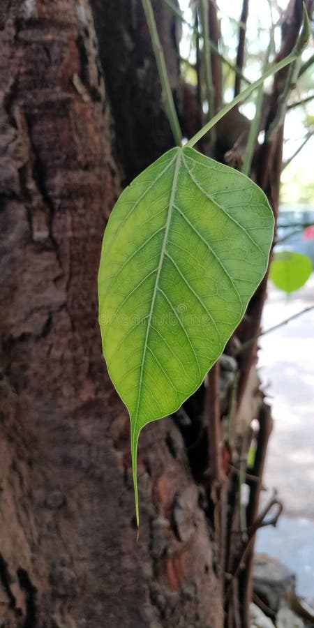 Green leaf stock photo. Image of back, leaf, looks, green - 117811144