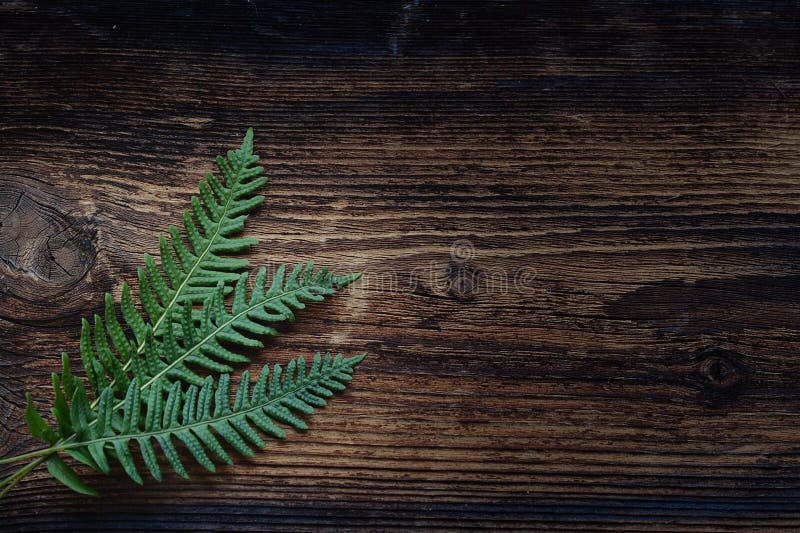 Green, Leaf, Wood, Texture Picture. Image: 94001645