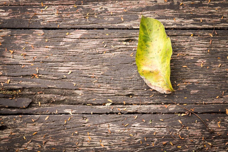 Green Leaf on a Wood Texture Stock Photo - Image of wooden, design ...
