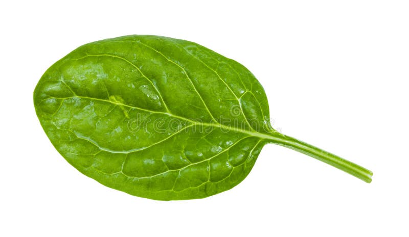 1,061 Single Leaf Spinach Stock Photos - Free & Royalty-Free Stock ...