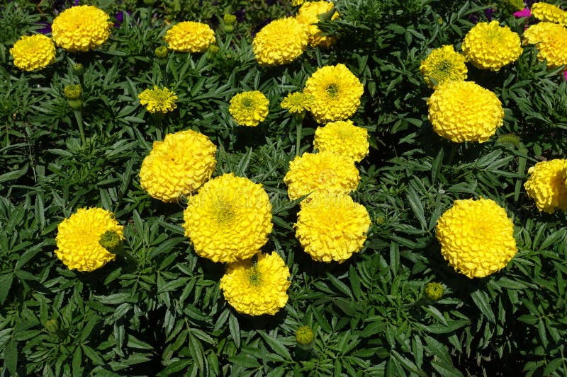 Green Leafage and Yellow Flowers of Tagetes Erecta Stock Image - Image ...