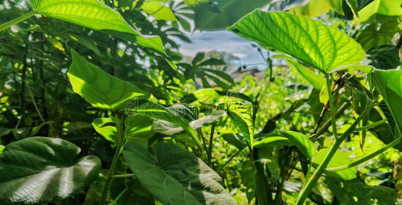 Green Leafe& X27;s at the Back House Garden Stock Photo - Image of ...