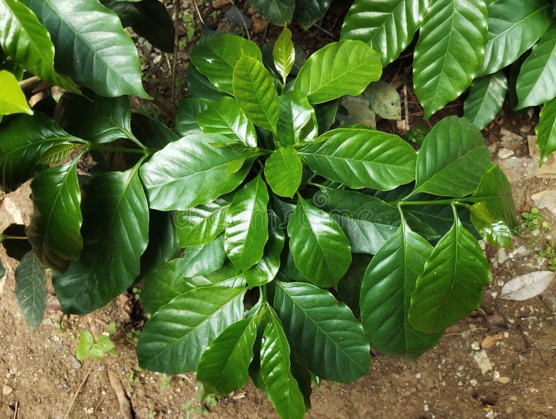 Green Leafed Coffee Trees Growing in the Garden Stock Photo - Image of ...