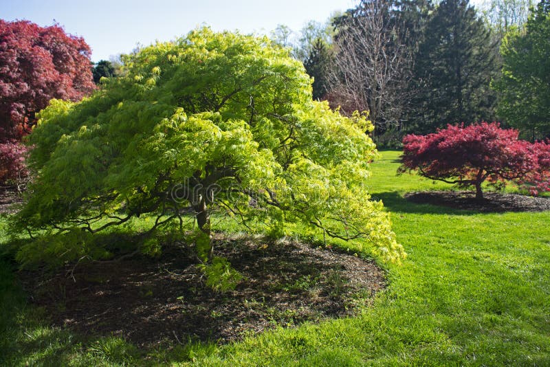 Green Leafed Dwarf Japanese Maple -05 Stock Image - Image of landscape ...