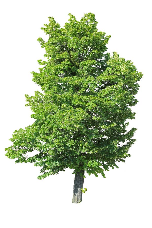 Green Linden Tree Isolated on White Background Stock Photo - Image of ...
