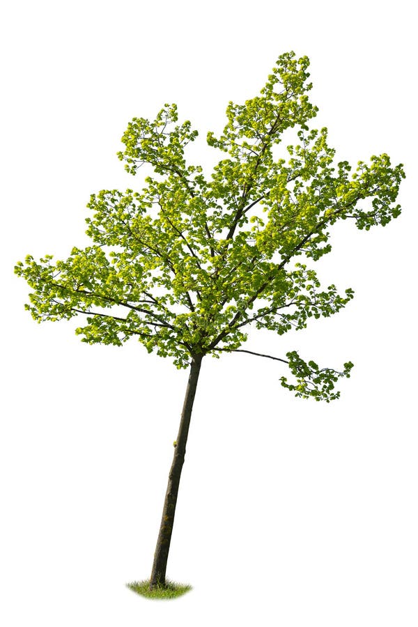 Green Maple Tree Isolated on White Background Stock Photo - Image of ...