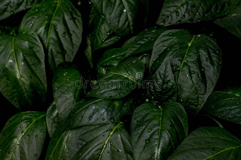 Green Leafed Plant Picture. Image: 115976875