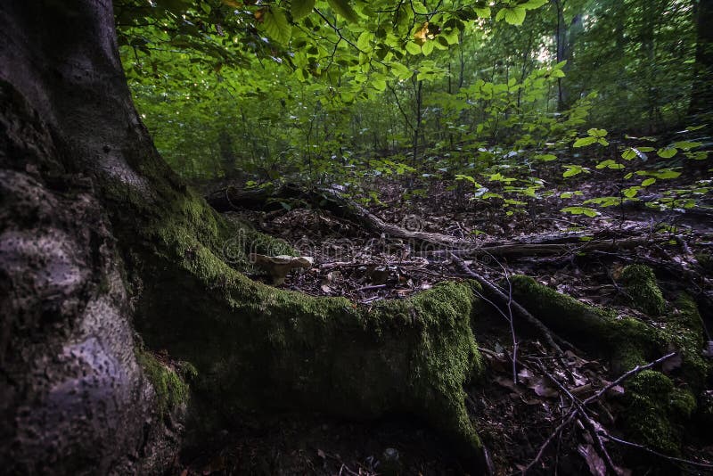 Green Leafed Tree Picture. Image: 82934500