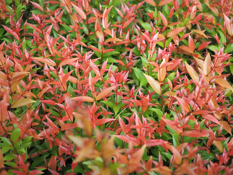 Green leafed tree, red tip stock image. Image of autumn - 233076069