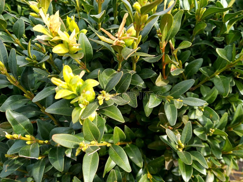 Green Leafes on Sunny Weather in Spring Stock Image - Image of sunny ...