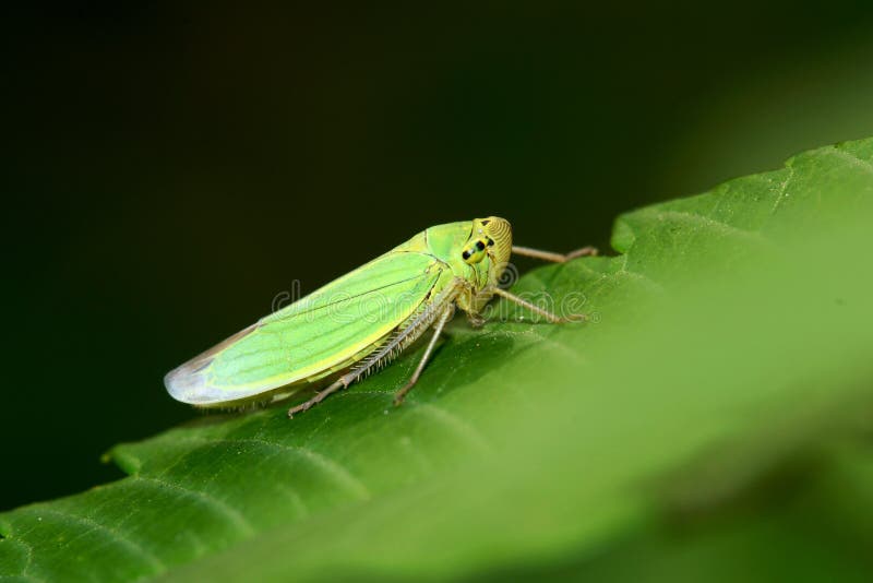 Green leafhopper stock photo. Image of viridis, cicadellidae - 19954468