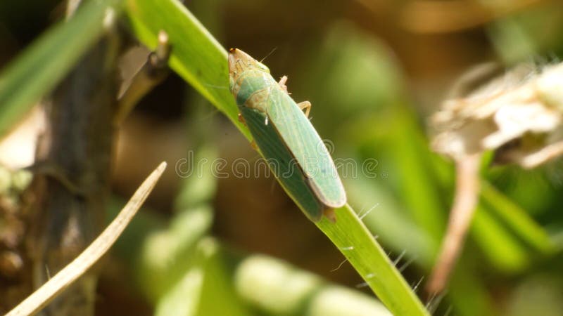 Leafhopper on a Blade of Grass Stock Image - Image of macro ...