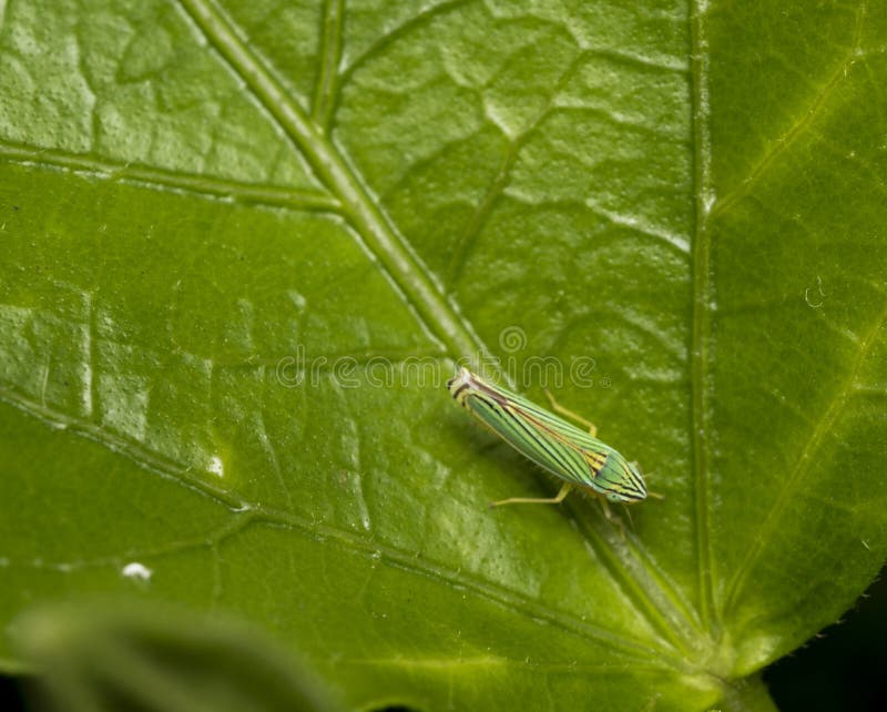 Green Leafhopper Insect on a Leaf Stock Image - Image of cicadinea ...