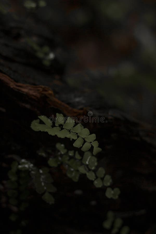 Green Leaflets Growing Up in the Forest. Leaf. Leaflets Soaked in the ...