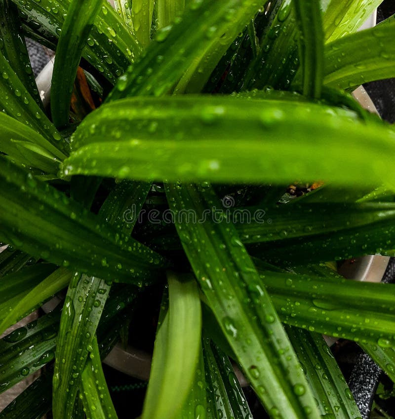 Green Leaflets with Water Drop after Rain Stock Image - Image of ...