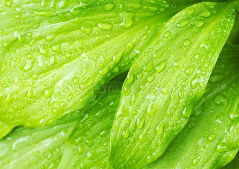Solid green hosta leaf stock image. Image of leaves, hosta - 253895