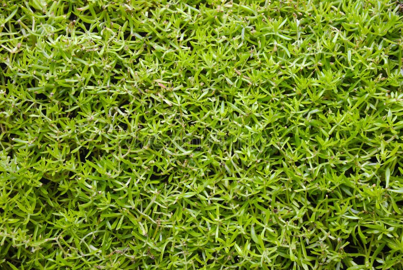 Vegetal Background Texture Green Leafs Garden Closeup Stock Photo ...