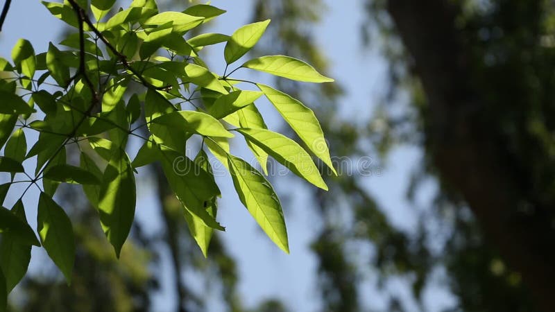 Green Leafs and Branches in the Wind Stock Video - Video of botany ...