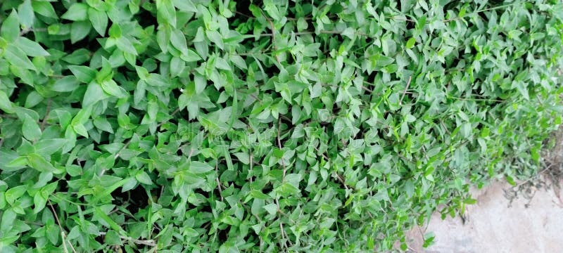 Green Leafs on the Foot Path Stock Photo - Image of leaf, herb: 223701240