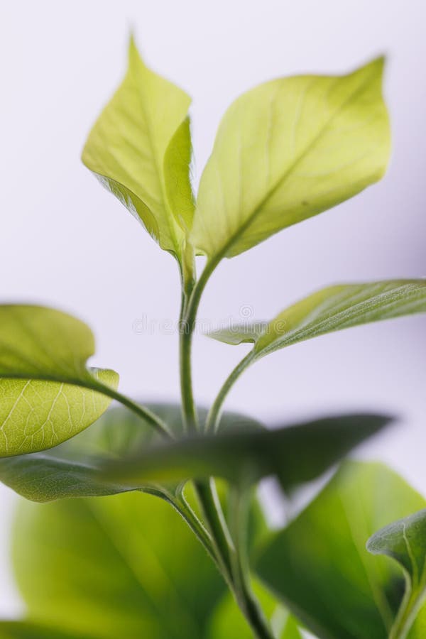 Green Leafs of Growing Plant in Spring Stock Image - Image of interior ...