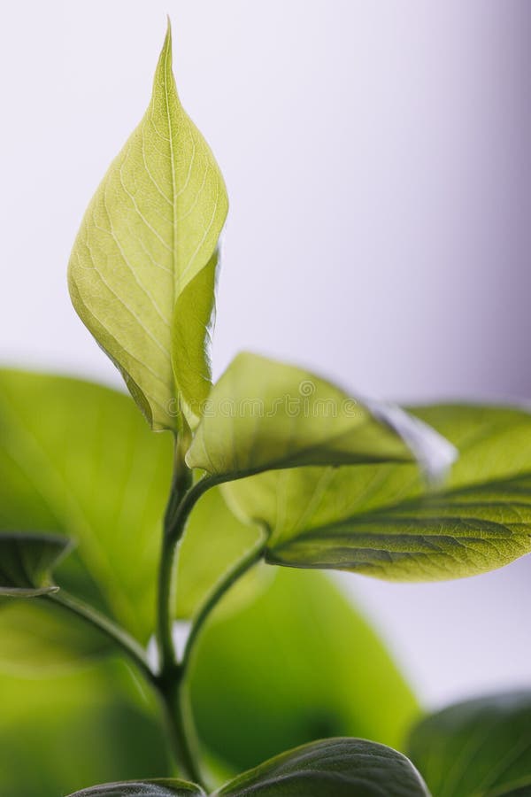 Green Leafs of Growing Plant in Spring Stock Image - Image of ...