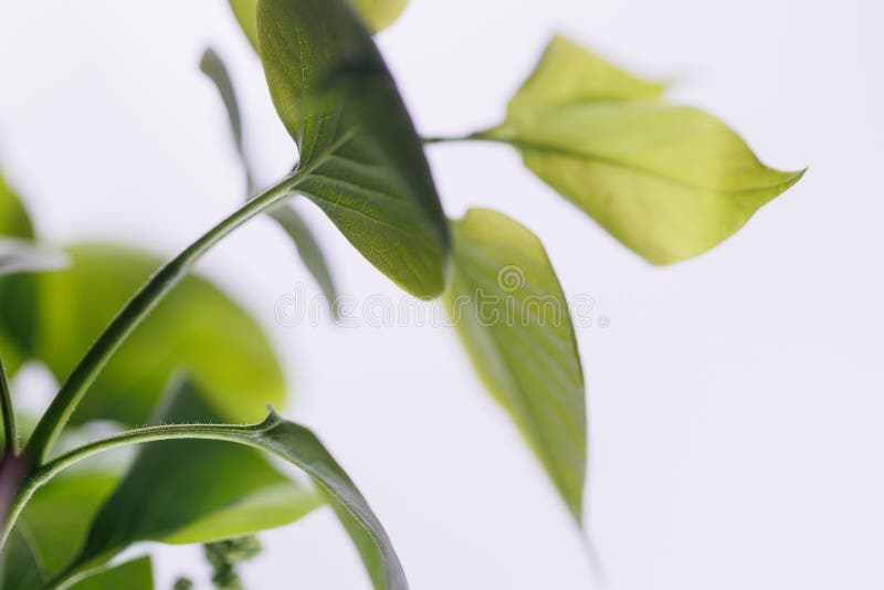 Green Leafs of Growing Plant in Spring Stock Image - Image of spring ...