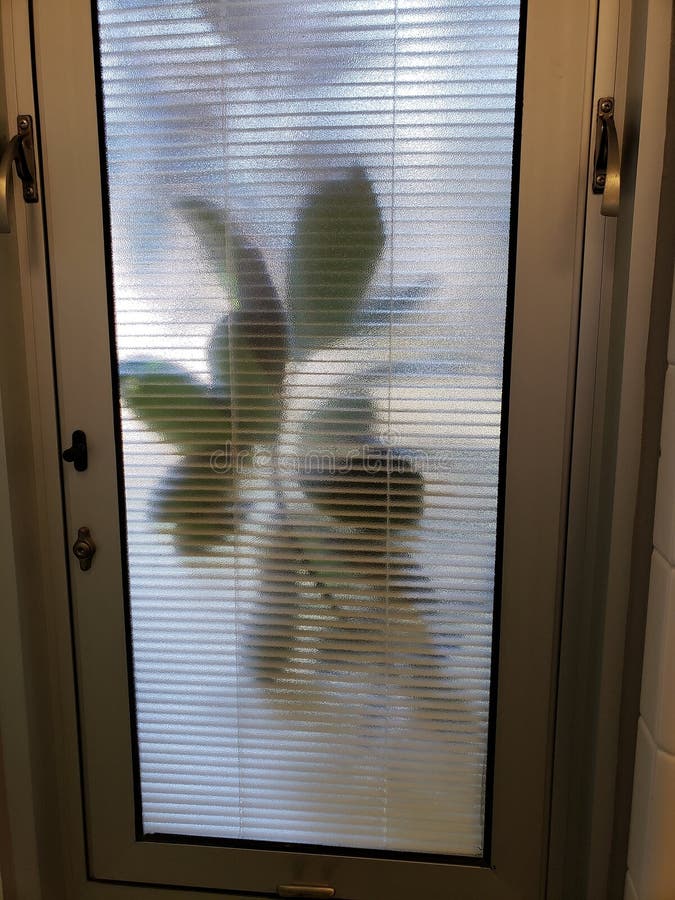 Green Leafs Pressed Against a Window with a Bumpy Finish Stock Photo ...