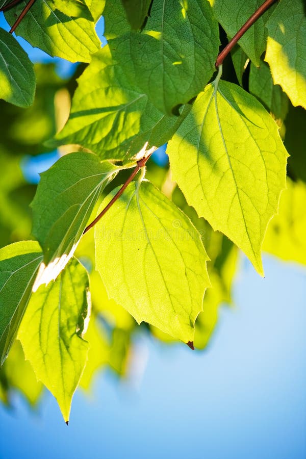 Sunlit leaves stock photo. Image of spring, wild, branch - 555752