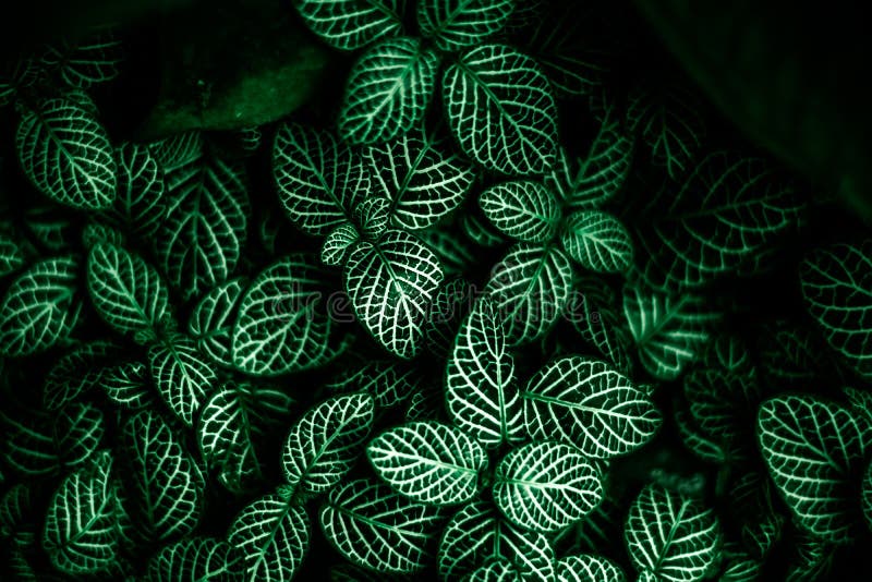 Tropical Plants Texture in Garden Stock Image - Image of forest, fern ...