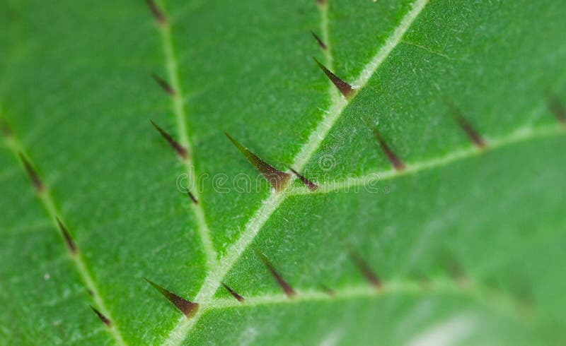 Green leafs with thorn stock image. Image of thorn, beauty - 106593775