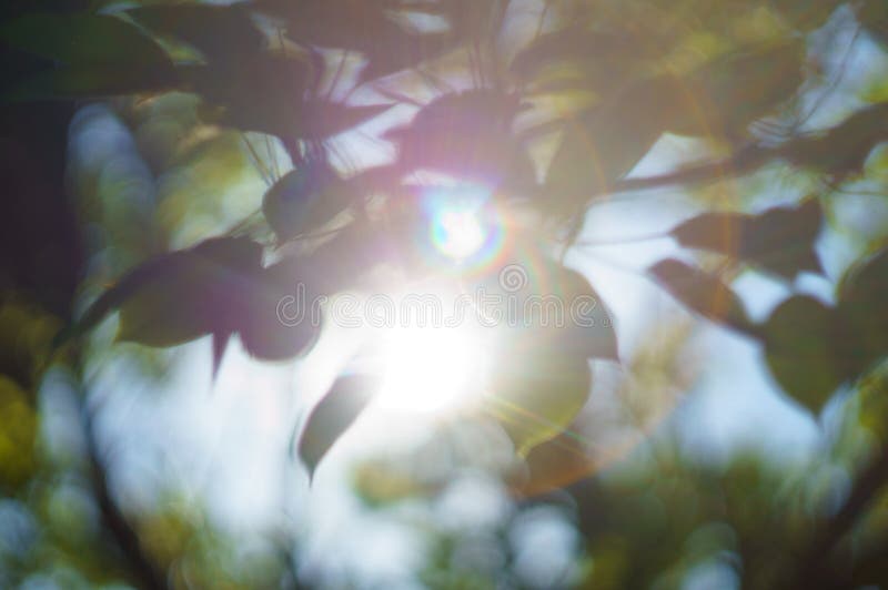 Green Leafs of Tree in Morning Stock Photo - Image of leaves, outdoors ...