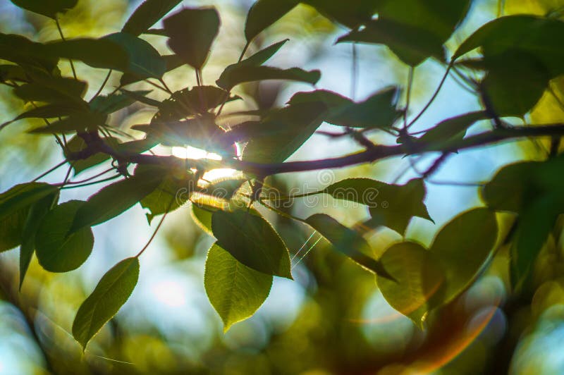 Green Leafs of Tree in Morning Stock Image - Image of pattern, leaf ...