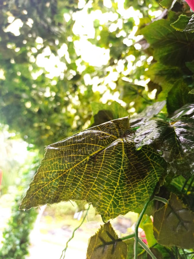 Green Leaft Wall Texture. Nature Background. Stock Photo - Image of ...