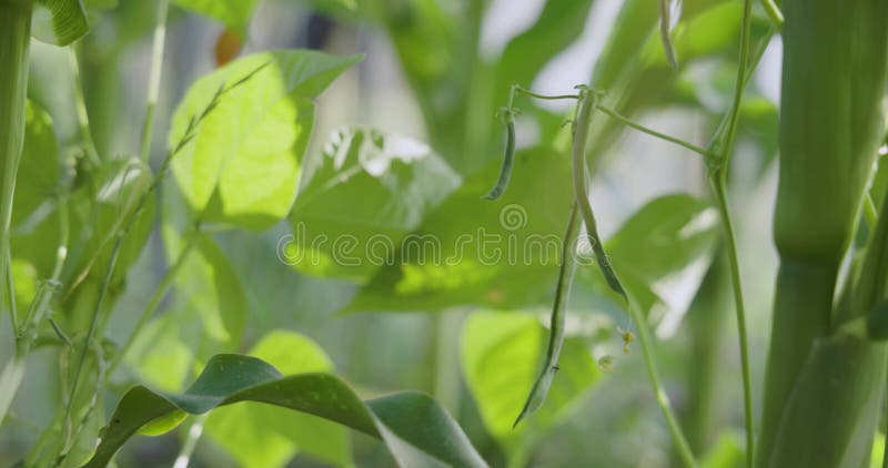 A Green Leafy Bean Plant with a Green Stem and a Green Bean Stock Video ...