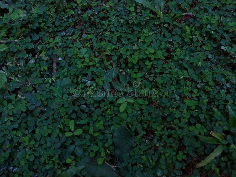 Green Leafy Bed, Small Leaf Plants in the Forest Floor Stock Image ...