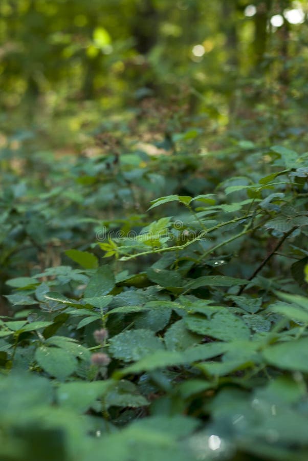 Green Leafy Bramble Weeds with Rain Dew on Forest Floor in Vertical ...