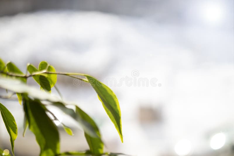Green Leafy Branches, Benjamin Plant. Stock Image - Image of branch ...