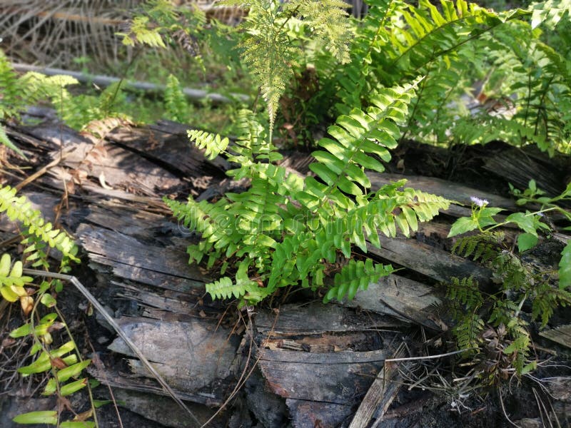 Green Leafy Brittle Bladder Fern Stock Image - Image of leafy, foliage ...