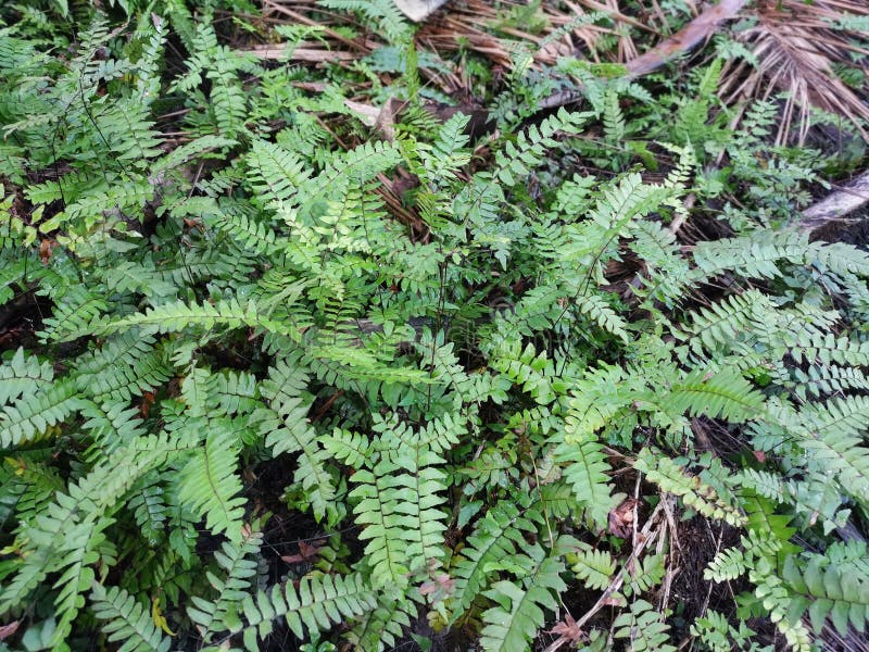 Green Leafy Brittle Bladder Fern Stock Photo - Image of aspleniineae ...