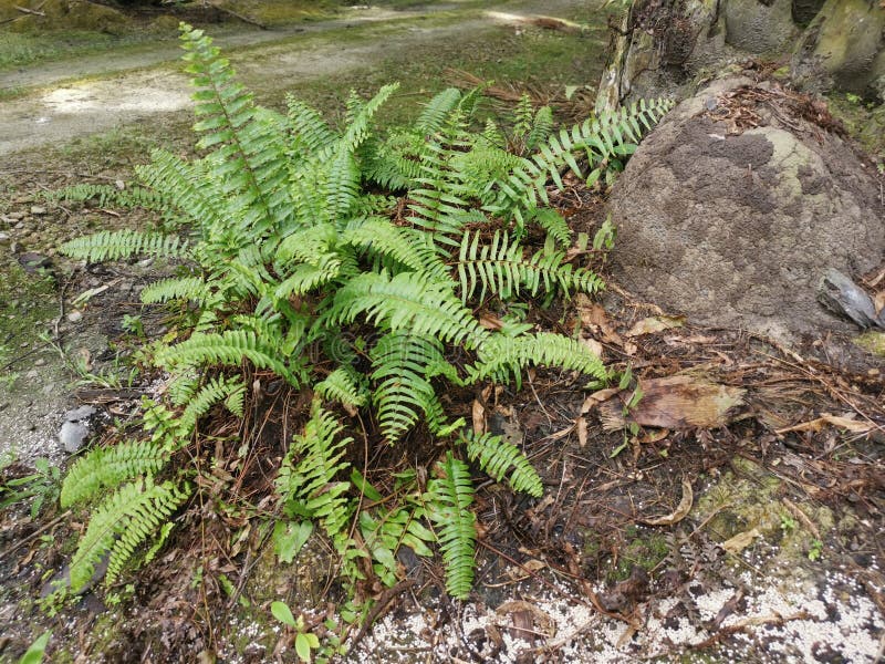 Green Leafy Brittle Bladder Fern Stock Photo - Image of ...