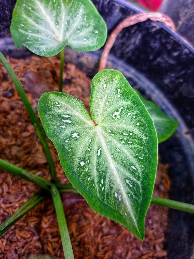 Green Caladium Leaves in a Pot Stock Image - Image of leaves, caladium ...