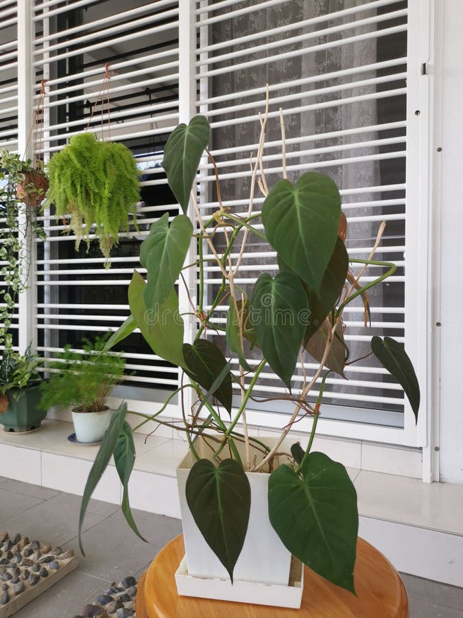 Propagate Pothos Plant Photos - Free & Royalty-Free Stock Photos from ...