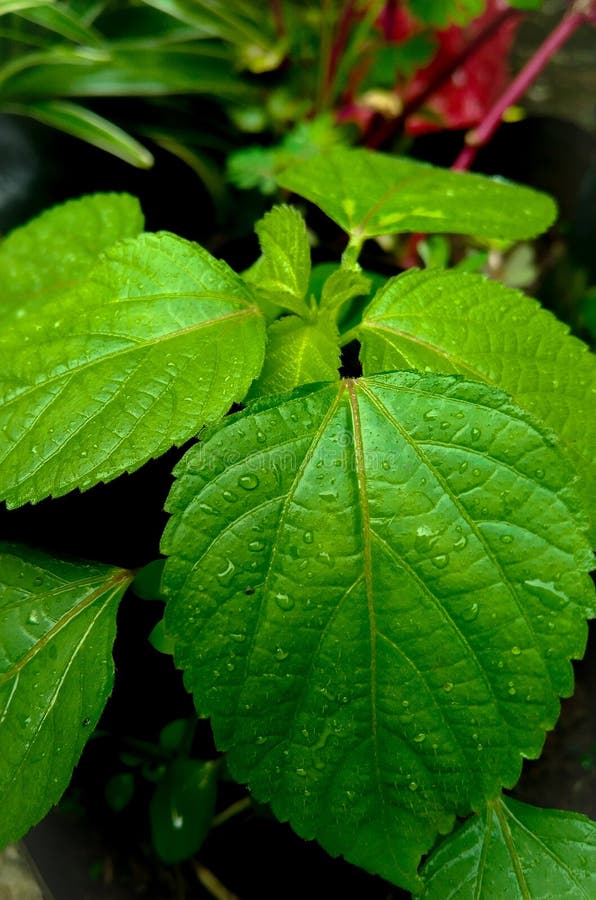 BRIGHT GREEN PLANTS in the GARDEN Stock Photo - Image of nature, bright ...