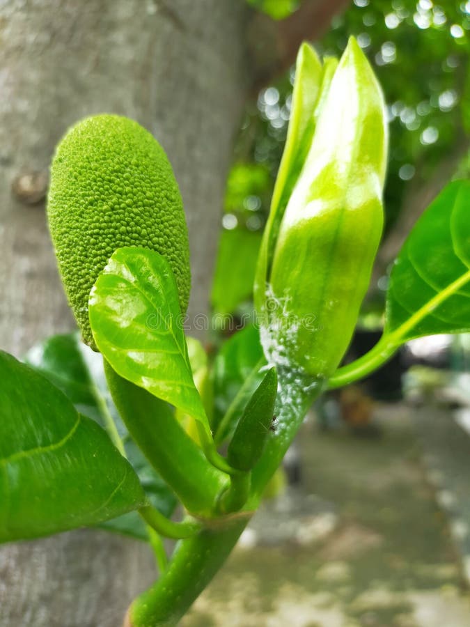 Green Leafy Plant stock image. Image of herbs, leafy - 251510049